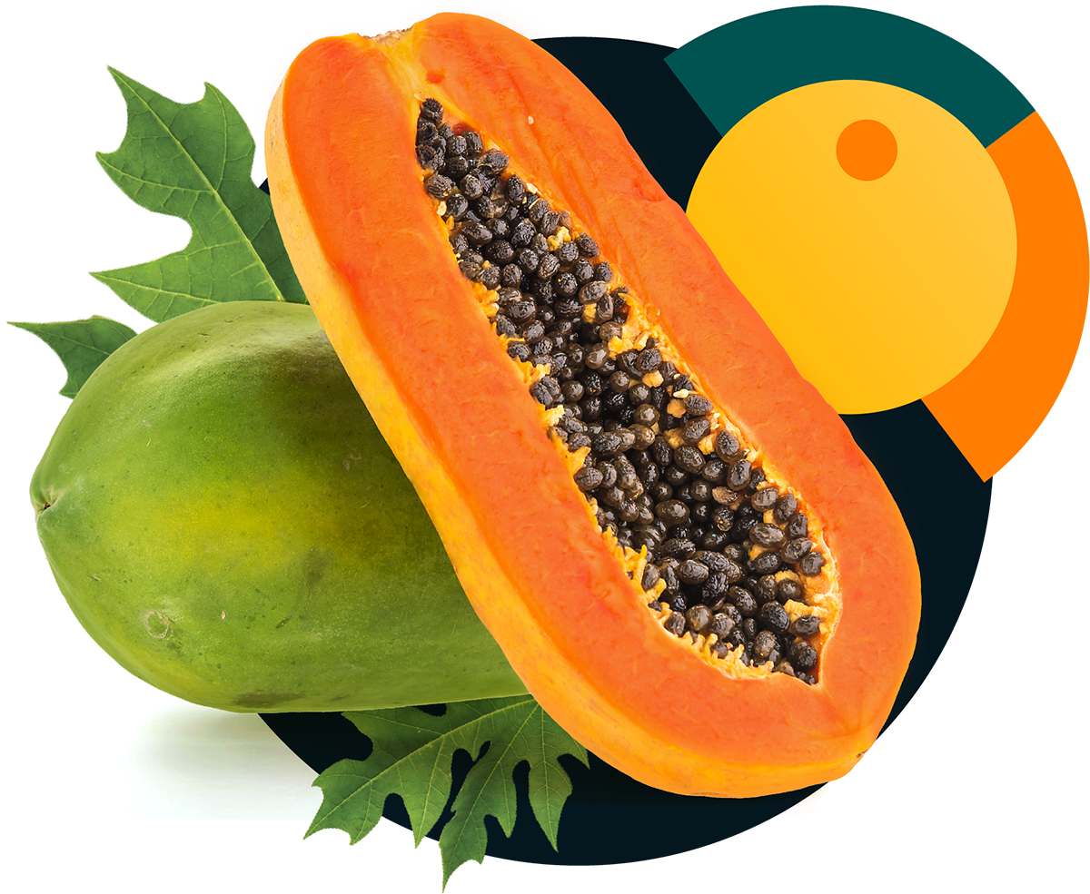 Papaya Exporters in Mexico - Home - Pro Export Papaya